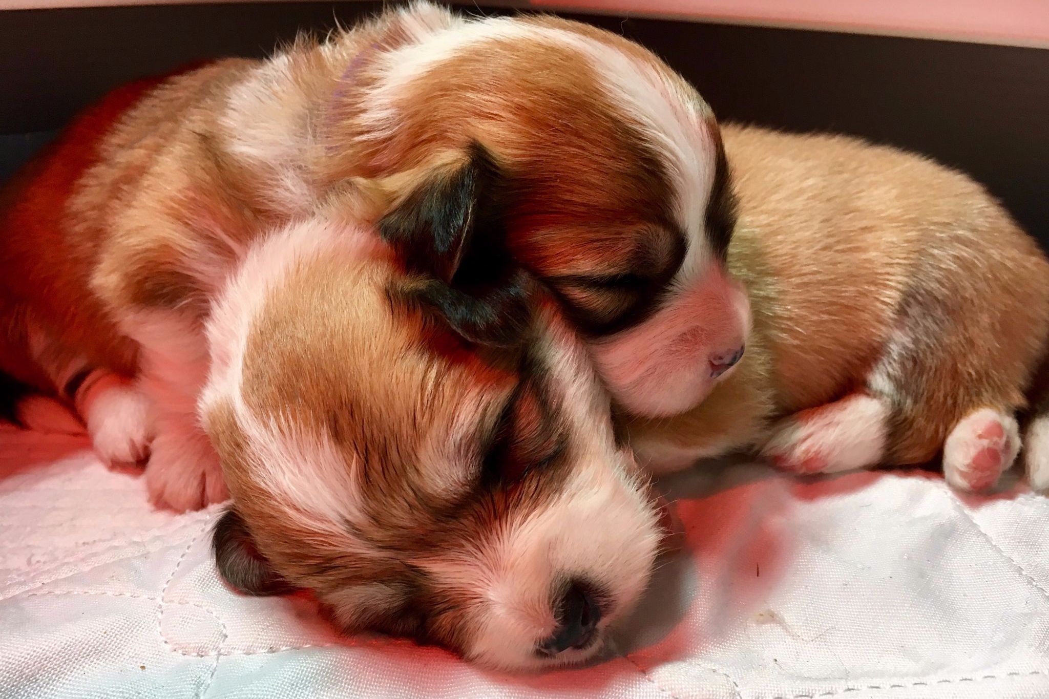 Pembroke Welsh Corgi Puppies For Sale In Pennsylvania