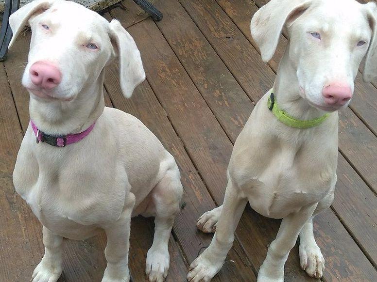 Waugaman Dobermans - Doberman Pinscher Puppies For Sale