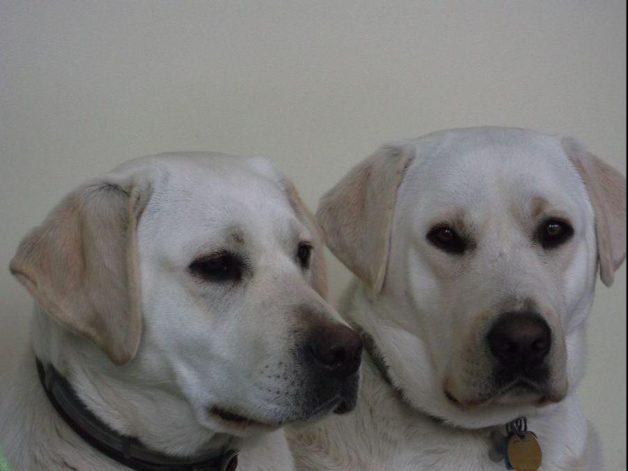 RoseLee Labradors - Labrador Retriever Puppies for Sale in Fayetteville ...