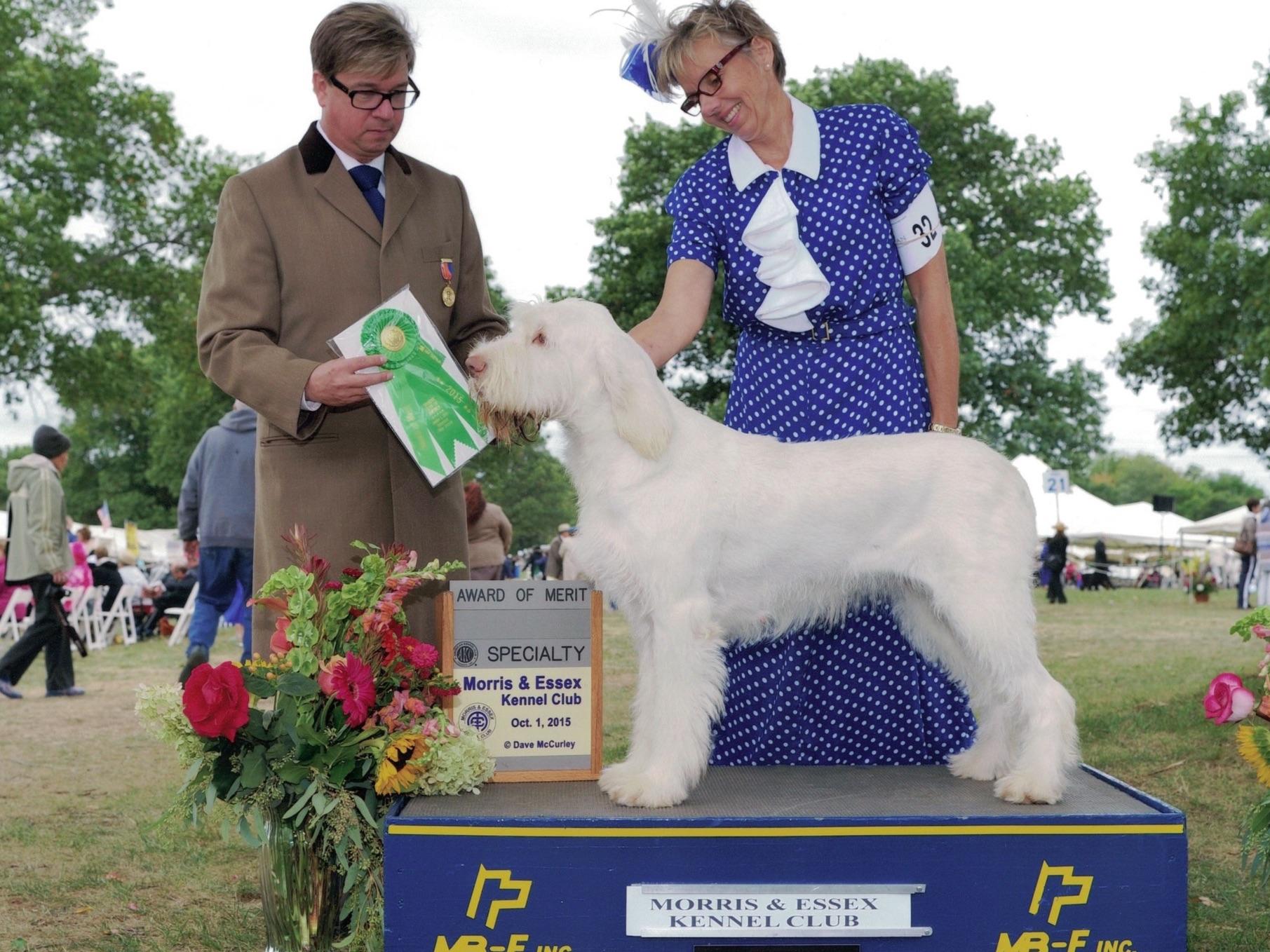 Spinone Italiano Puppies For Sale - AKC PuppyFinder