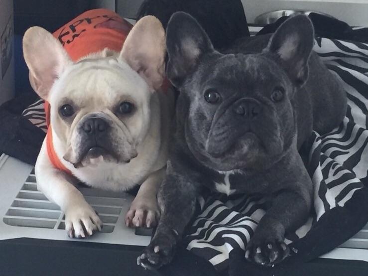 Bulldogs4ever2014 - French Bulldog Puppies for Sale in Port Saint Lucie ...