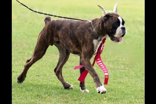 Aleman Euro Boxers - Puppies For Sale