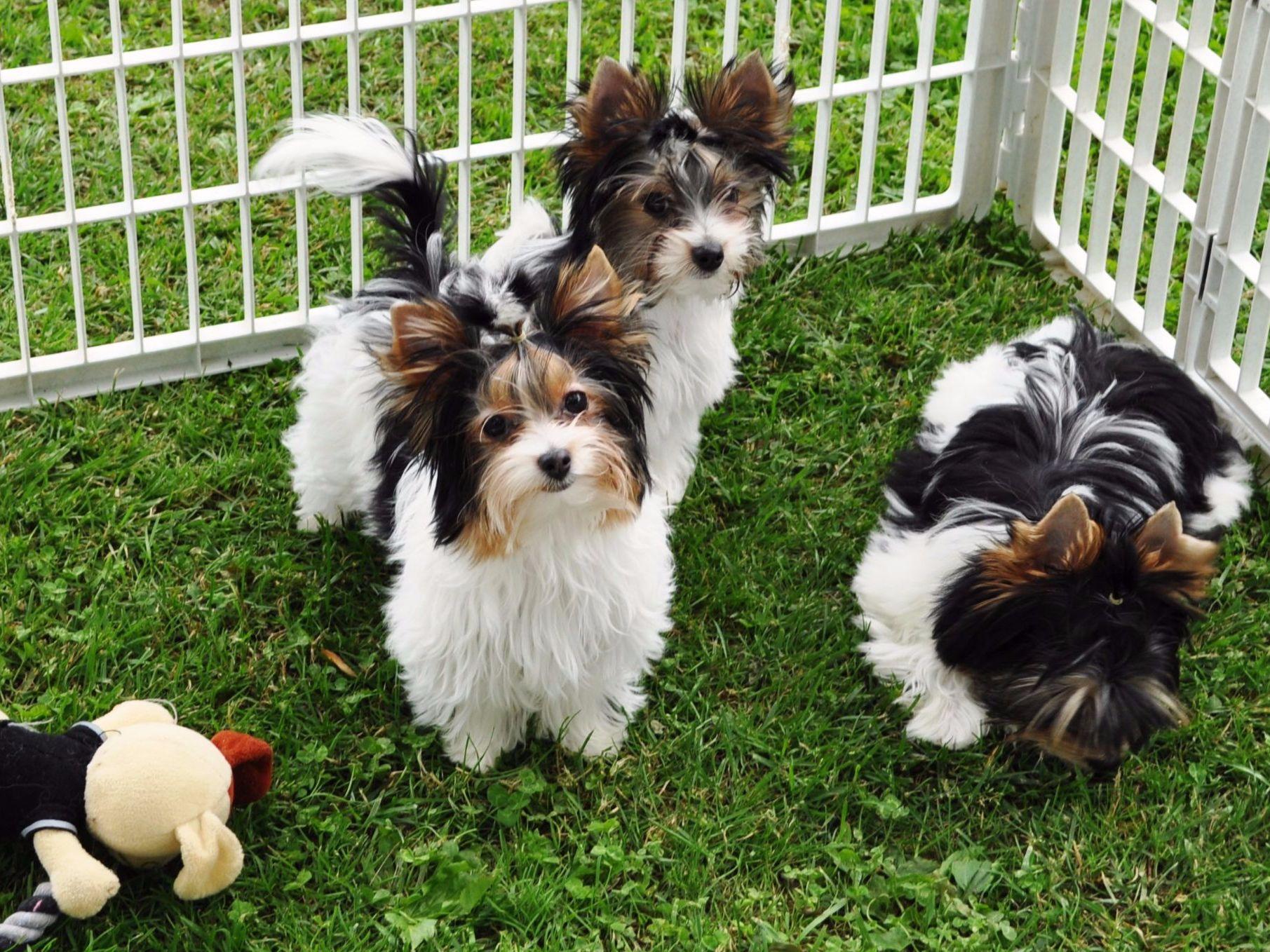 Windsong Biewers - Biewer Terrier Puppies For Sale
