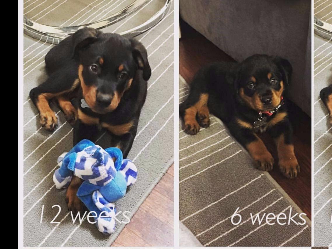 Rottweiler Puppies For Sale In North Carolina