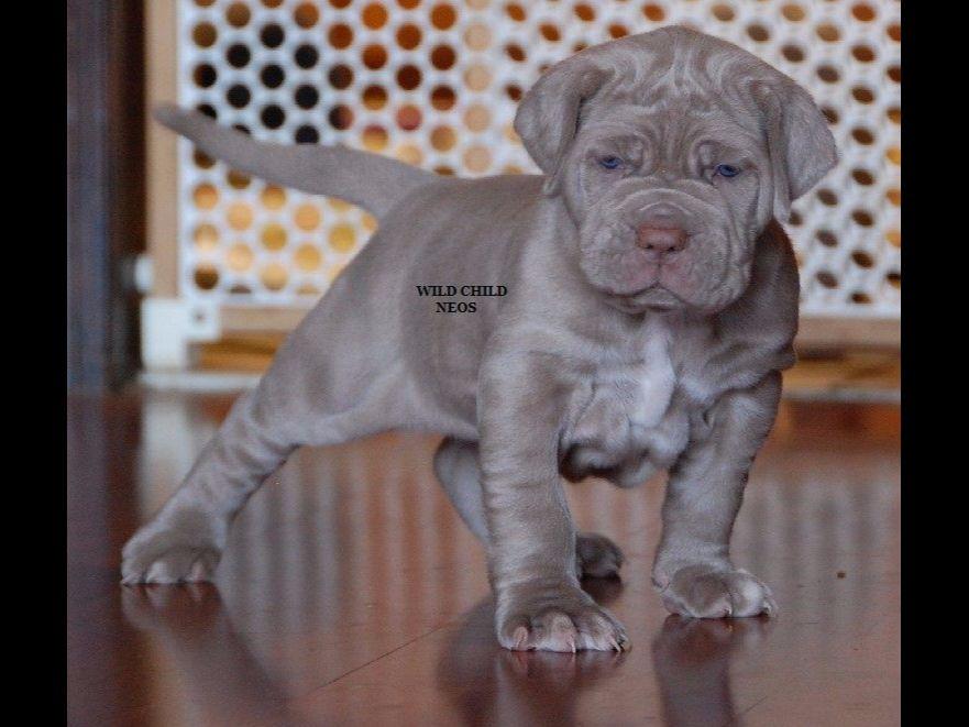 Wild Child Neos - Neapolitan Mastiff Puppies for Sale in Bon Aqua, TN ...