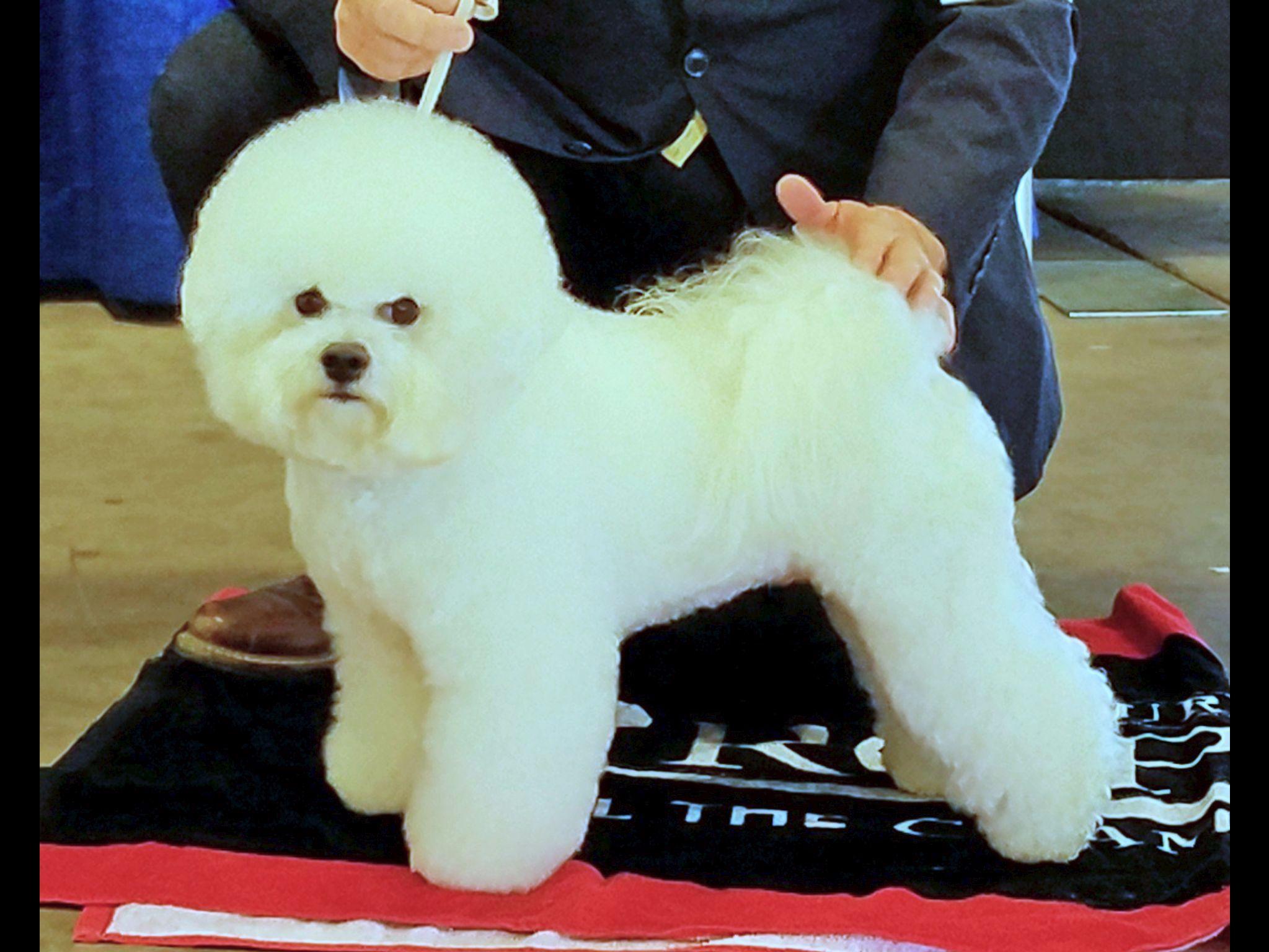 Hollyhock Bichons - Bichon Frise Puppies For Sale