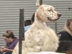 English Setter Puppies For Sale - AKC PuppyFinder