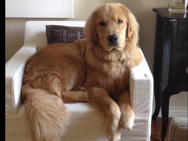 Nathan Risinger - Golden Retriever Puppies for Sale in The Colony, TX ...