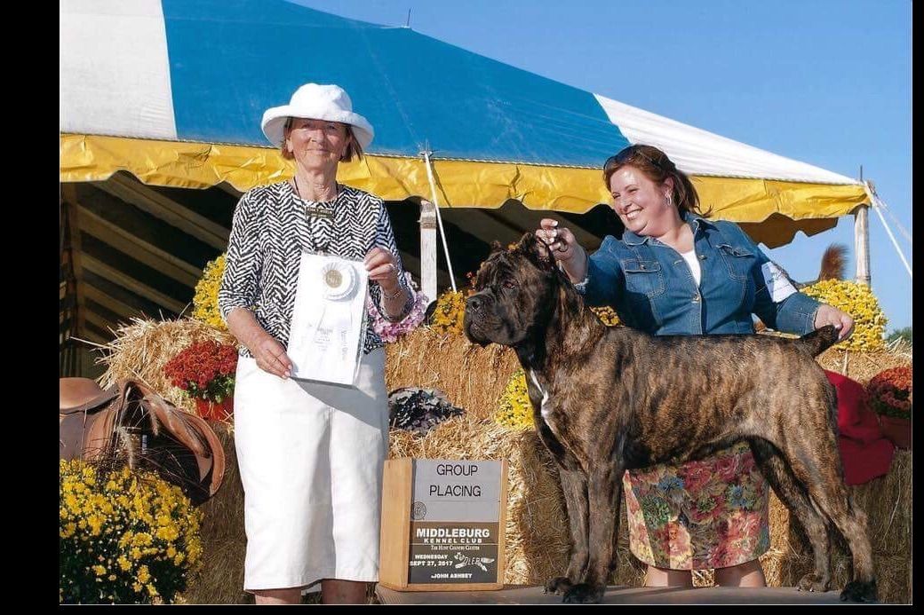 Epic Cane Corso - Cane Corso Puppies for Sale in Oriskany Falls, NY ...