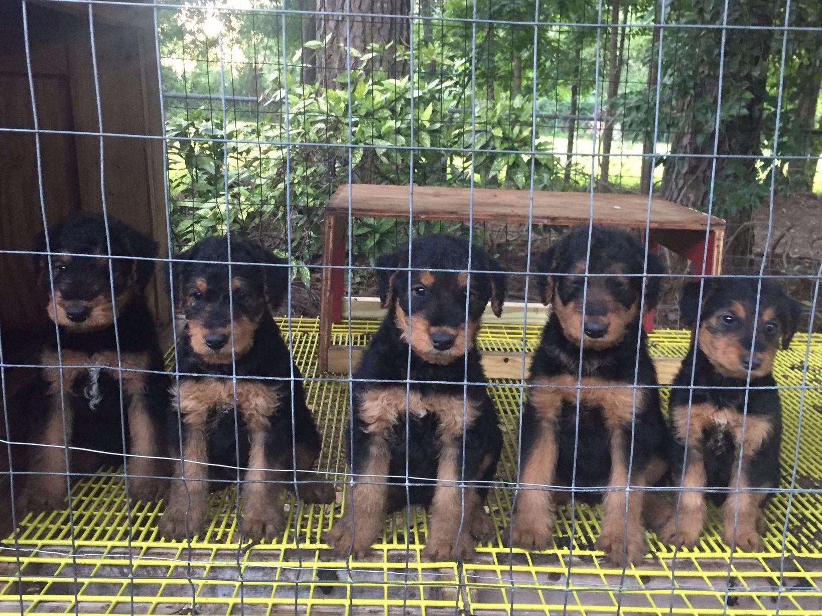 TAYLORMADE DALES - Airedale Terrier Puppies for Sale in Timmonsville ...