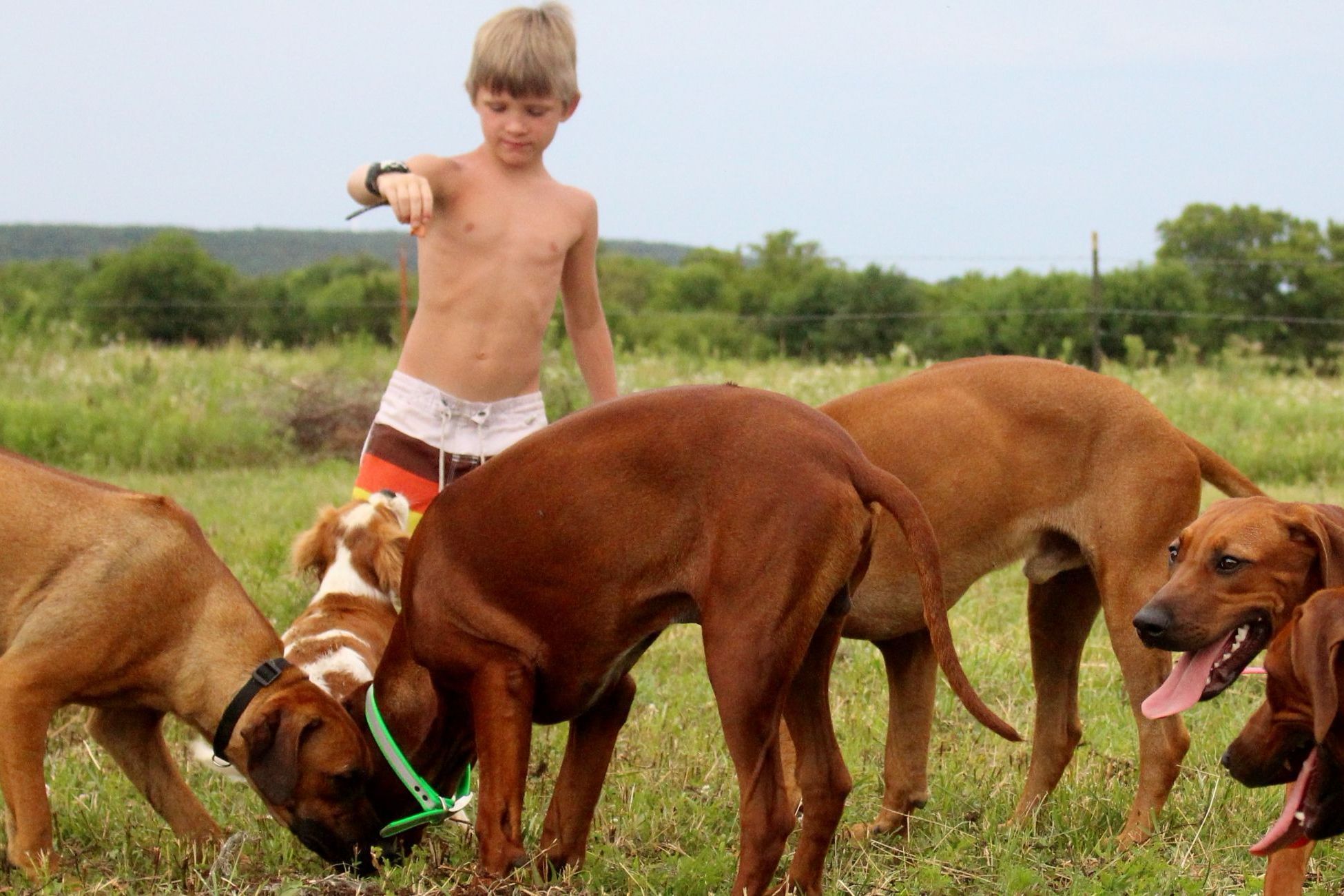 Black Powder Farm - Rhodesian Ridgeback Puppies for Sale in Elk City ...