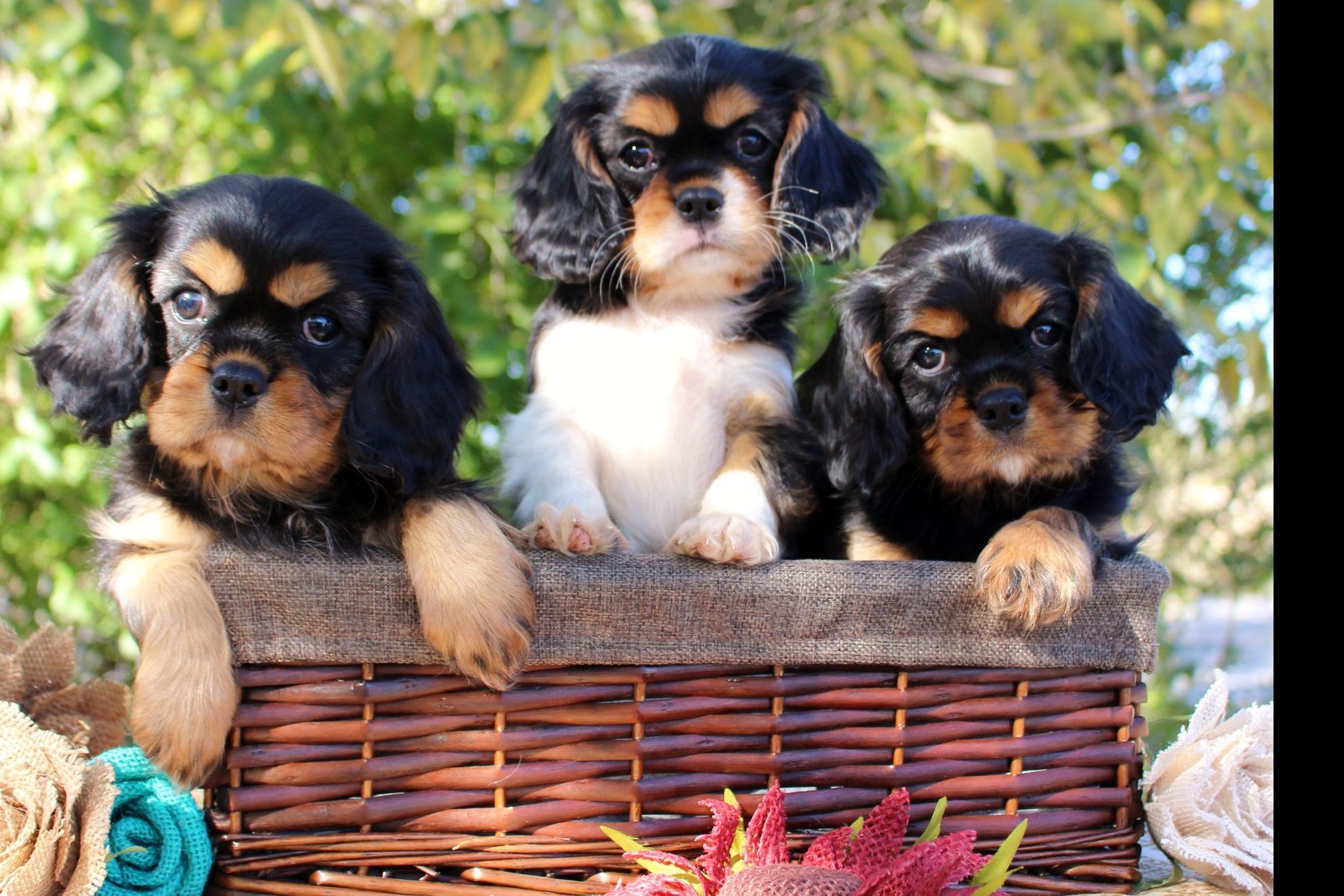 Cavalier King Charles Spaniel Puppies For Sale In Kansas
