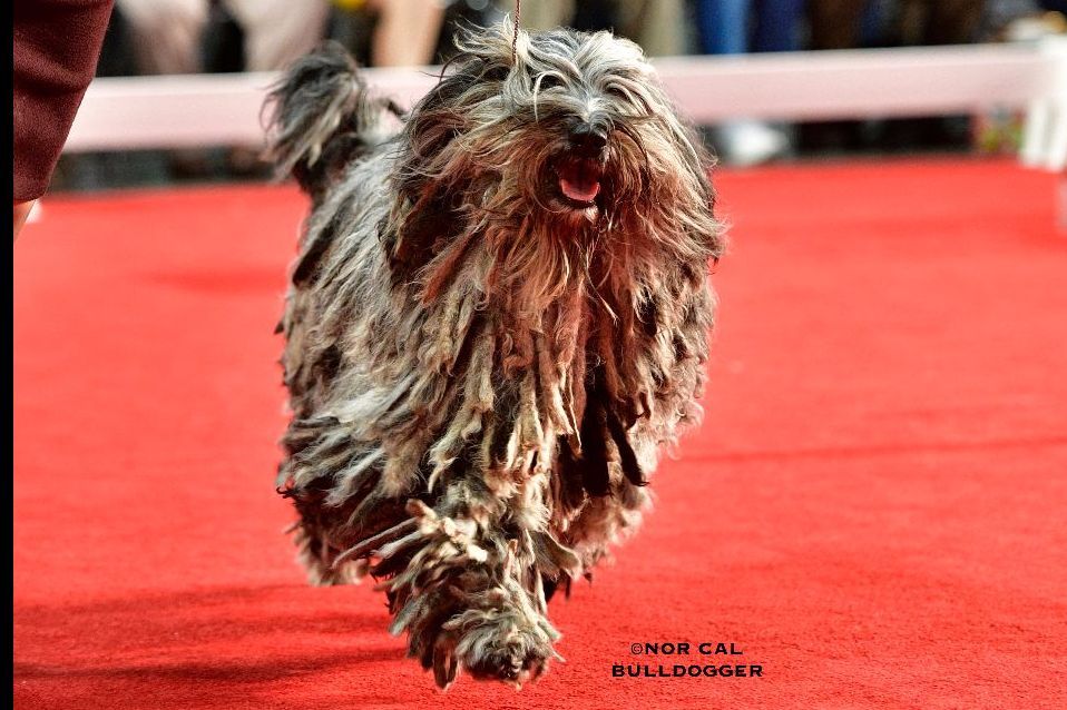 Bergamasco Sheepdog Puppies For Sale