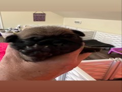 Pug Puppies For Sale - AKC PuppyFinder