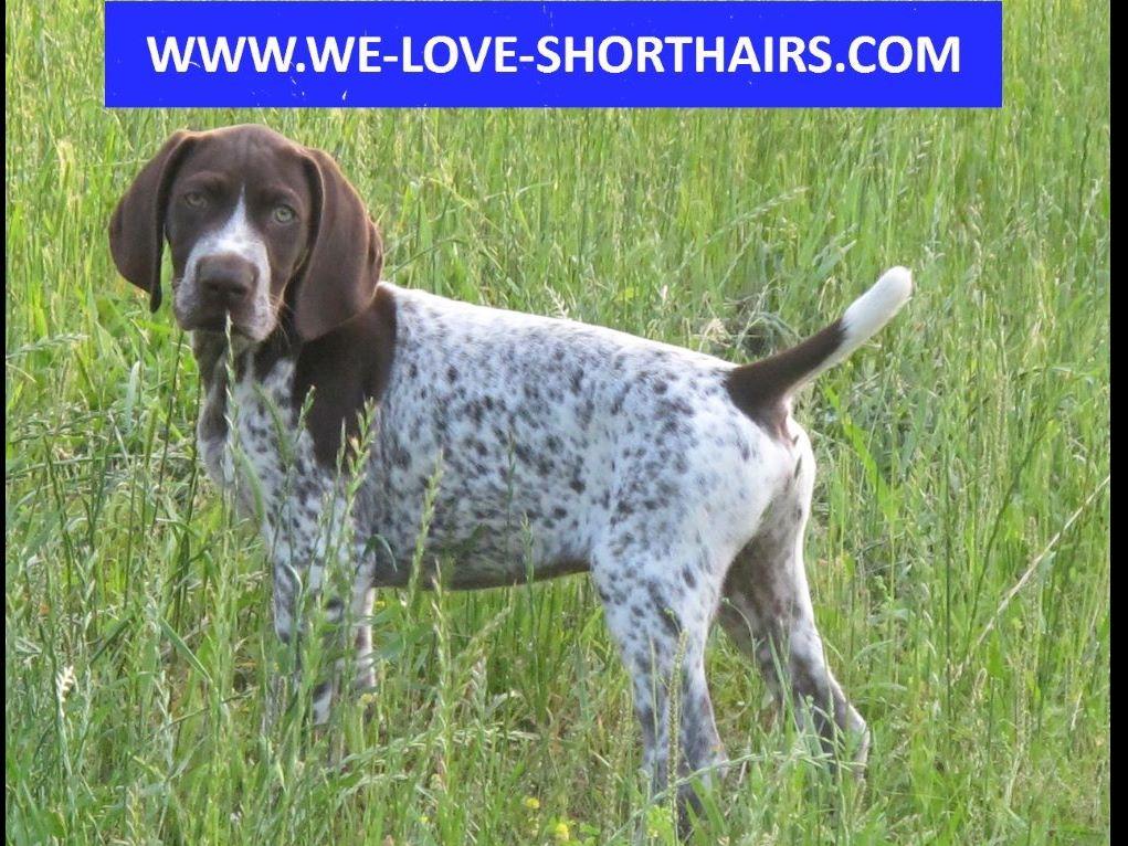 Michelle Baran - MARVEL German Shorthaired Pointers - German ...
