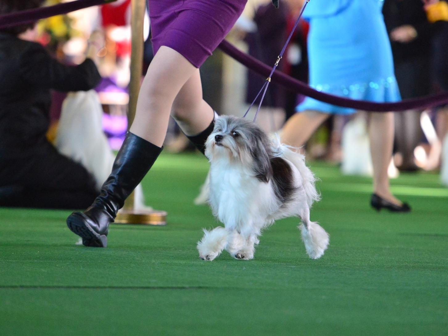 Lowchen (little Lion Dog) Puppies For Sale