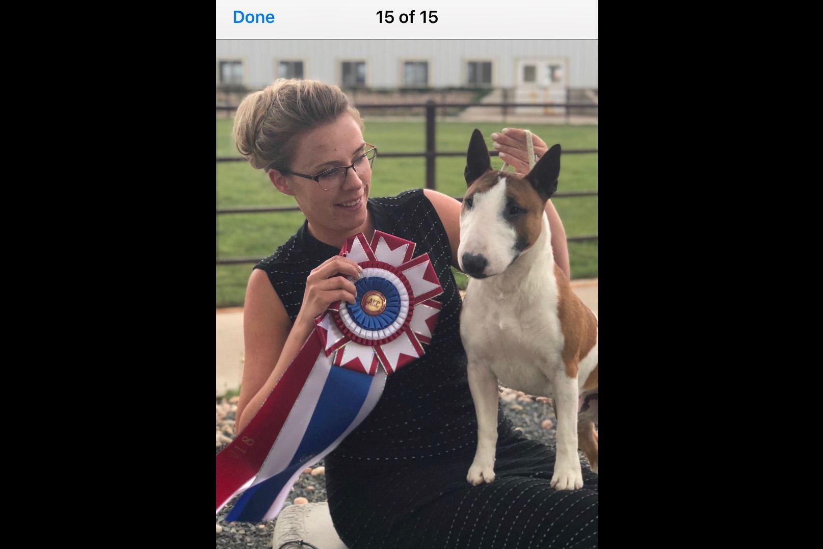 Menusha Miniature Bull Terrier - Puppies For Sale