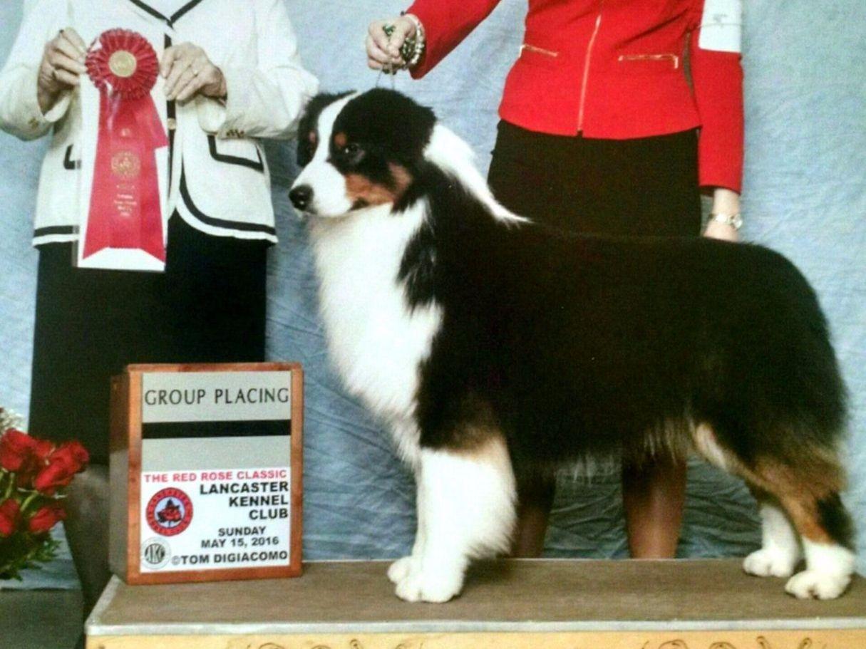 Australian Shepherd (Aussie) Puppies For Sale In Pennsylvania