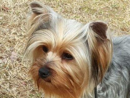 Yorkshire Terrier (Yorkie) Puppies For Sale In Oklahoma