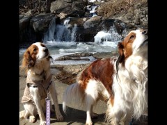 Nederlandse Kooikerhondje (Kooiker) Puppies For Sale - AKC PuppyFinder