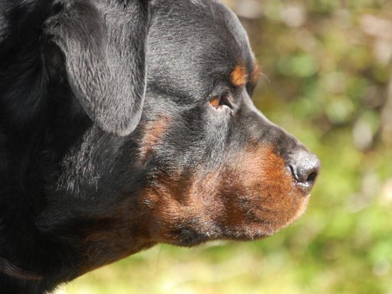 Rottweiler Puppies For Sale In Oregon