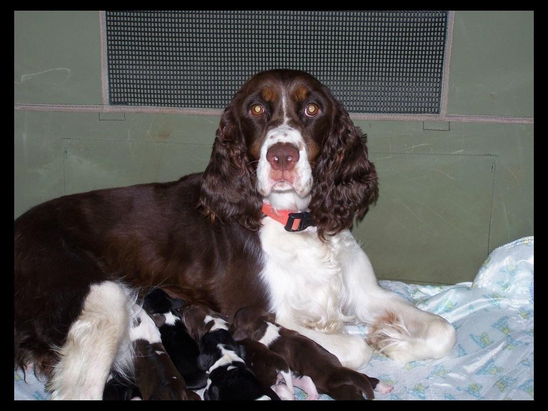 English Springer Spaniel For Sale by Cathy Suarez - American Kennel Club
