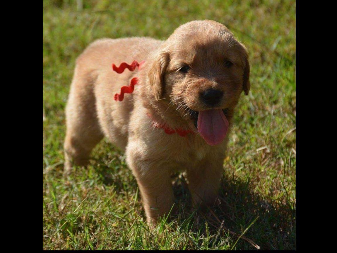 Golden Retriever Puppies For Sale In Georgia