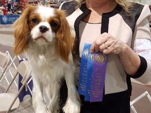 Amanda Nicholson - Cavalier King Charles Spaniel Puppies for Sale in ...