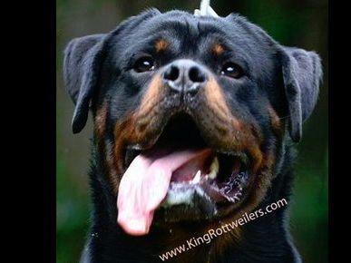 King Rottweilers - Rottweiler Puppies for Sale in Spokane, WA | AKC ...