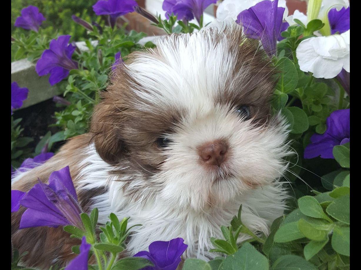 Silver Nose Shih Tzu