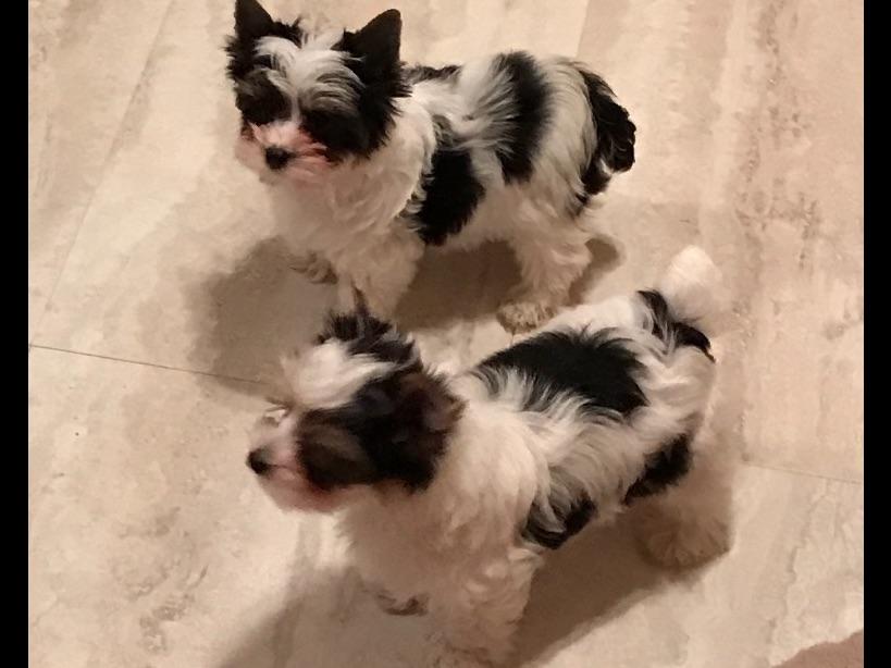 robin purvis - Yorkshire Terrier Puppies for Sale in Livingston, TX ...