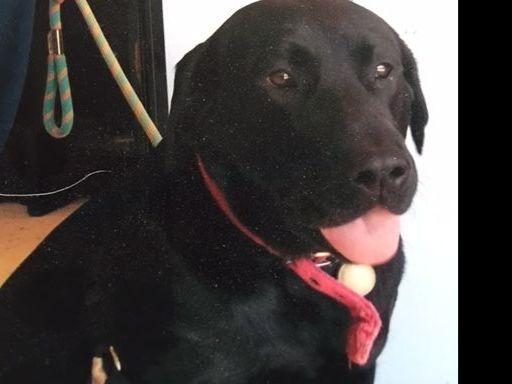 Debandles Kennels - Labrador Retriever Puppies for Sale in Manchester ...