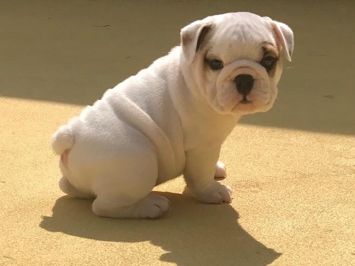 Alena Davis - Bulldog Puppies for Sale in Lutz, FL | AKC Marketplace