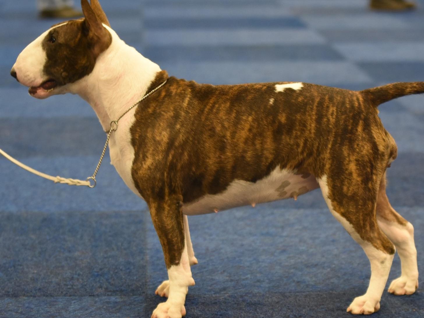 ACTION BULL TERRIERS - Puppies For Sale