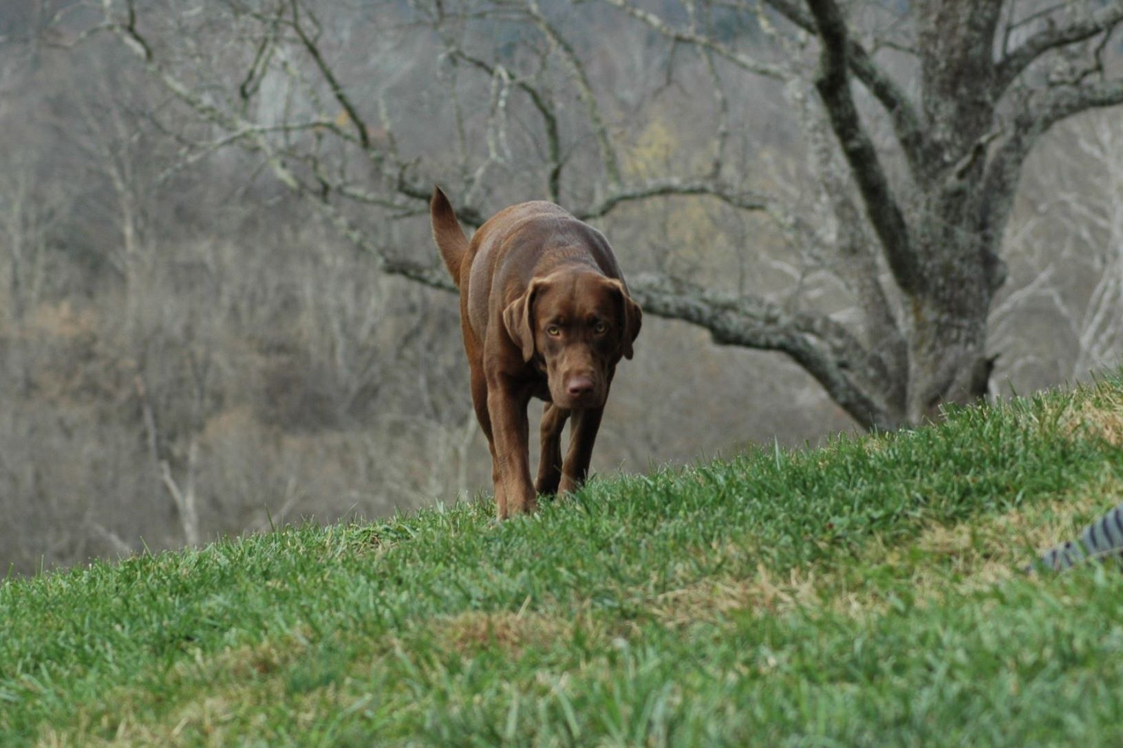 RLF Labradors - Labrador Retriever Puppies for Sale in Corinth, KY ...