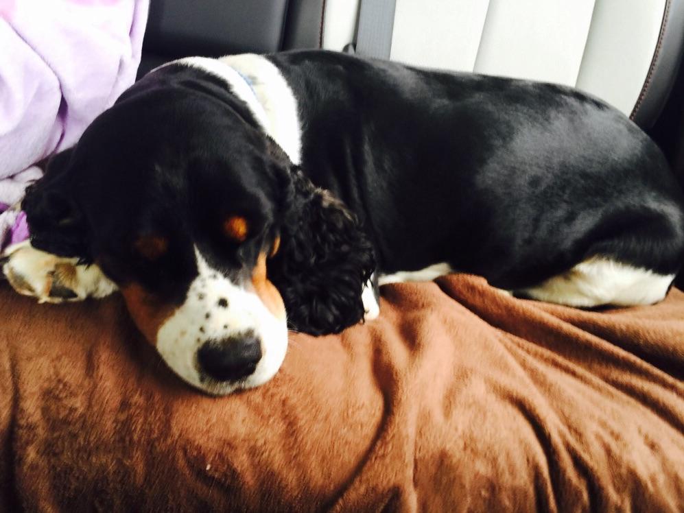 Kimberely Swanberg - English Springer Spaniel Puppies for Sale in ...