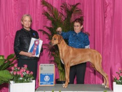 Rhodesian Ridgeback Puppies For Sale - AKC PuppyFinder