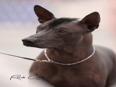 Xoloitzcuintli (Xolo) Puppies For Sale - AKC PuppyFinder