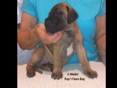 Great Dane Puppies For Sale - AKC PuppyFinder