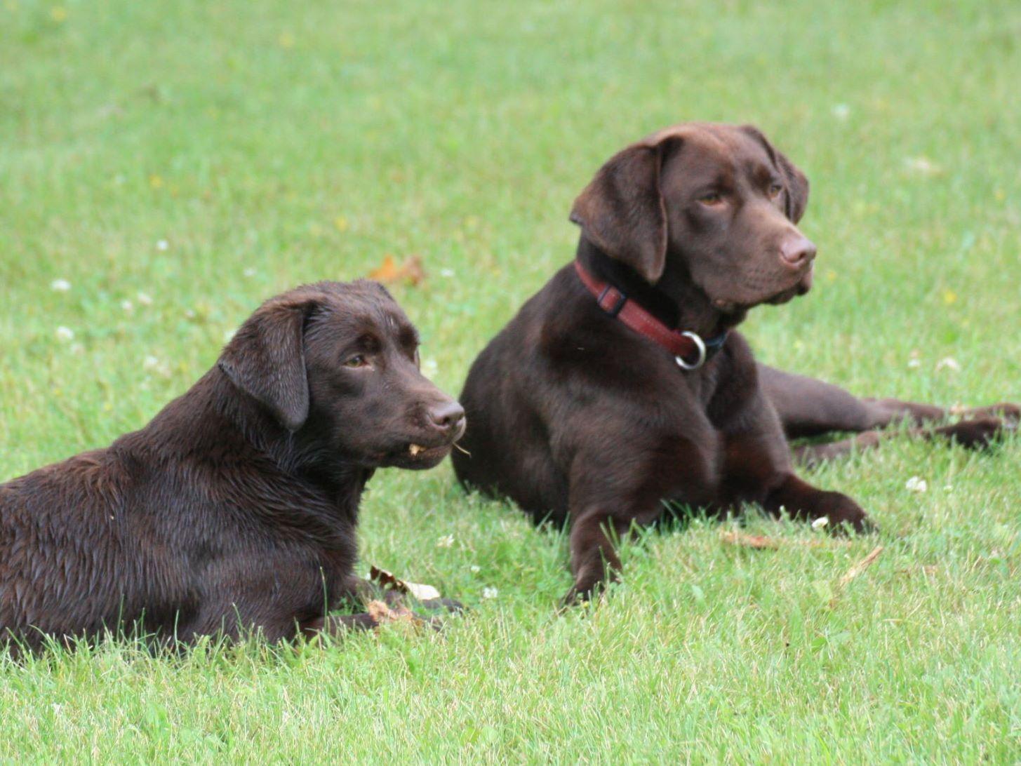 Labrador Retriever (Lab) Puppies For Sale In Minnesota