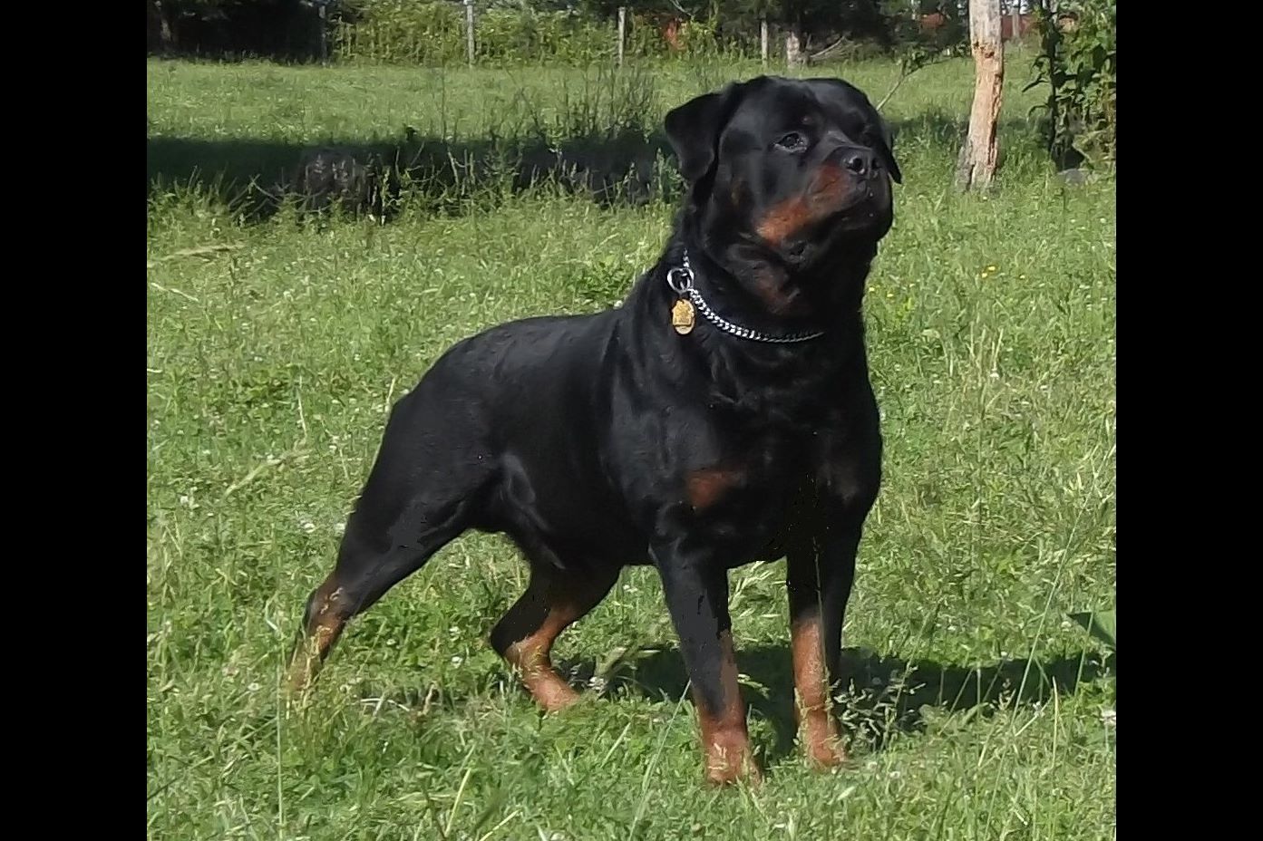 Rottweiler Puppies For Sale In Virginia