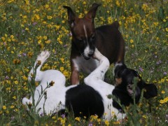 Rat Terrier Puppies For Sale - AKC PuppyFinder