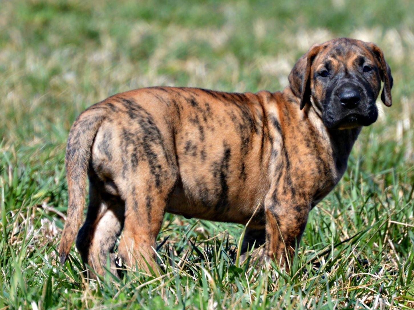 True Blessings Kennel - Great Dane Puppies For Sale