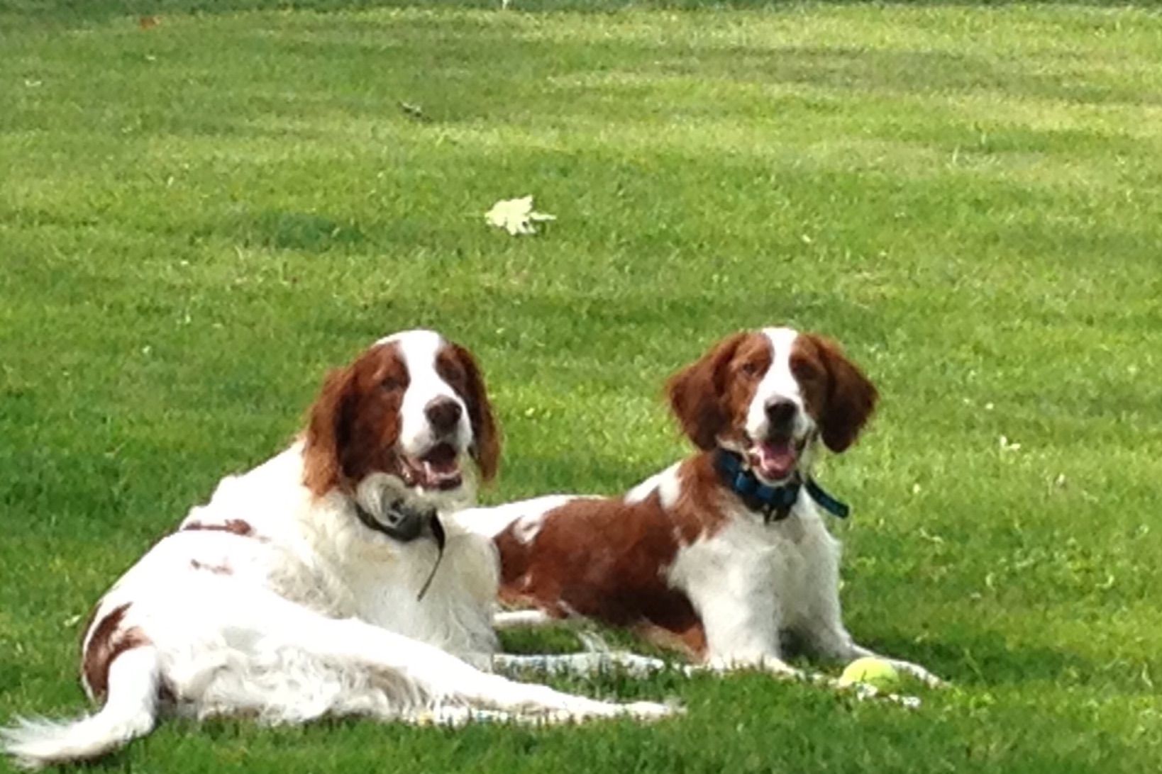 Irish Red And White Setter Puppies For Sale