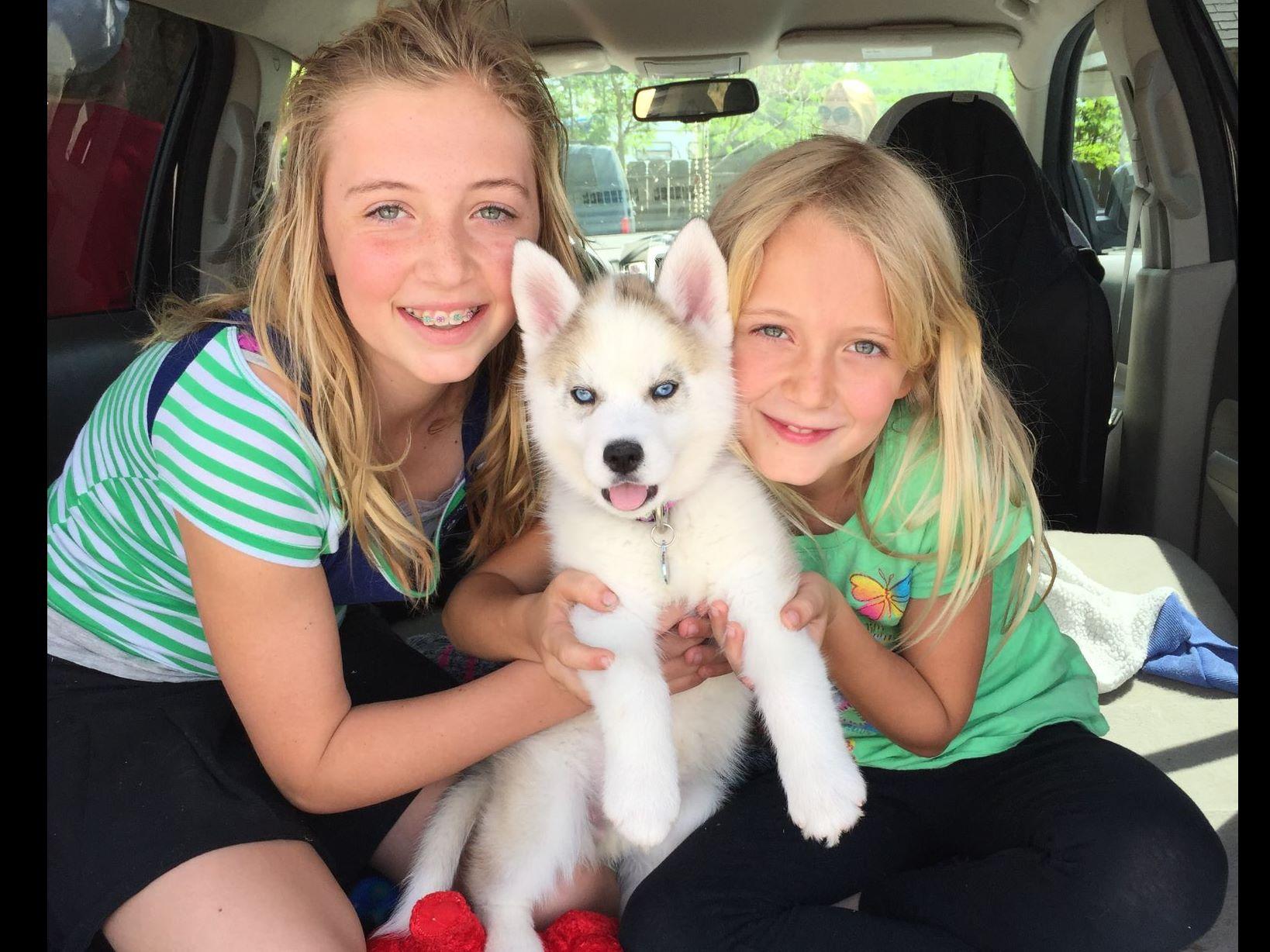 Anastasia Siberians - Siberian Husky Puppies for Sale in Madera, CA ...