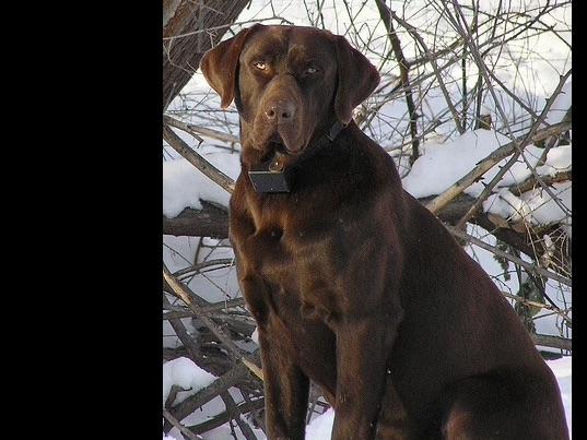 Ireland Farms - Labrador Retriever Puppies for Sale in Shelton, WA ...