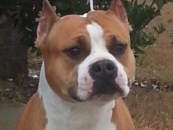 Lowchen (little Lion Dog) Puppies For Sale