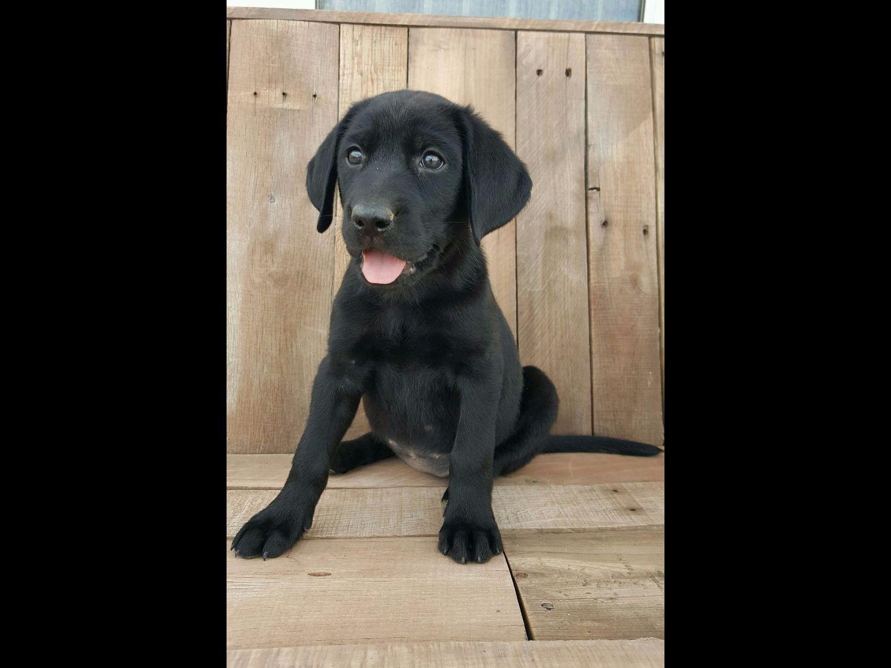 Renee Lipson - Labrador Retriever Puppies for Sale in Surprise, AZ ...