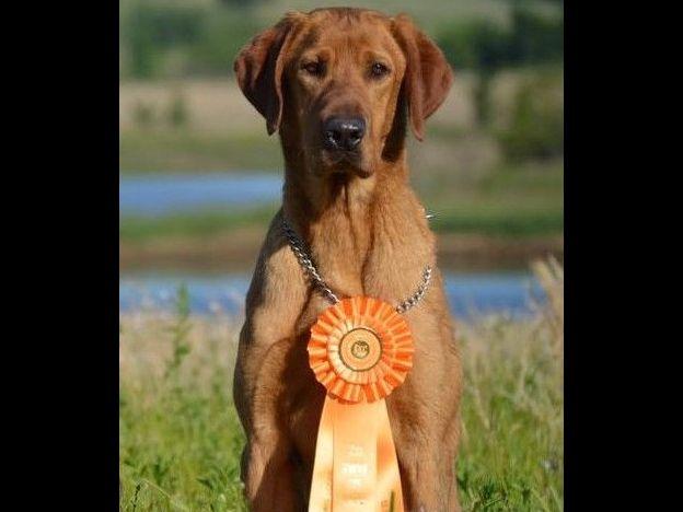 Bird Dog Labs L.L.C. (Gina Glidden) - Labrador Retriever Puppies for ...
