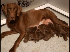 Labrador Retriever (Lab) Puppies For Sale - AKC PuppyFinder